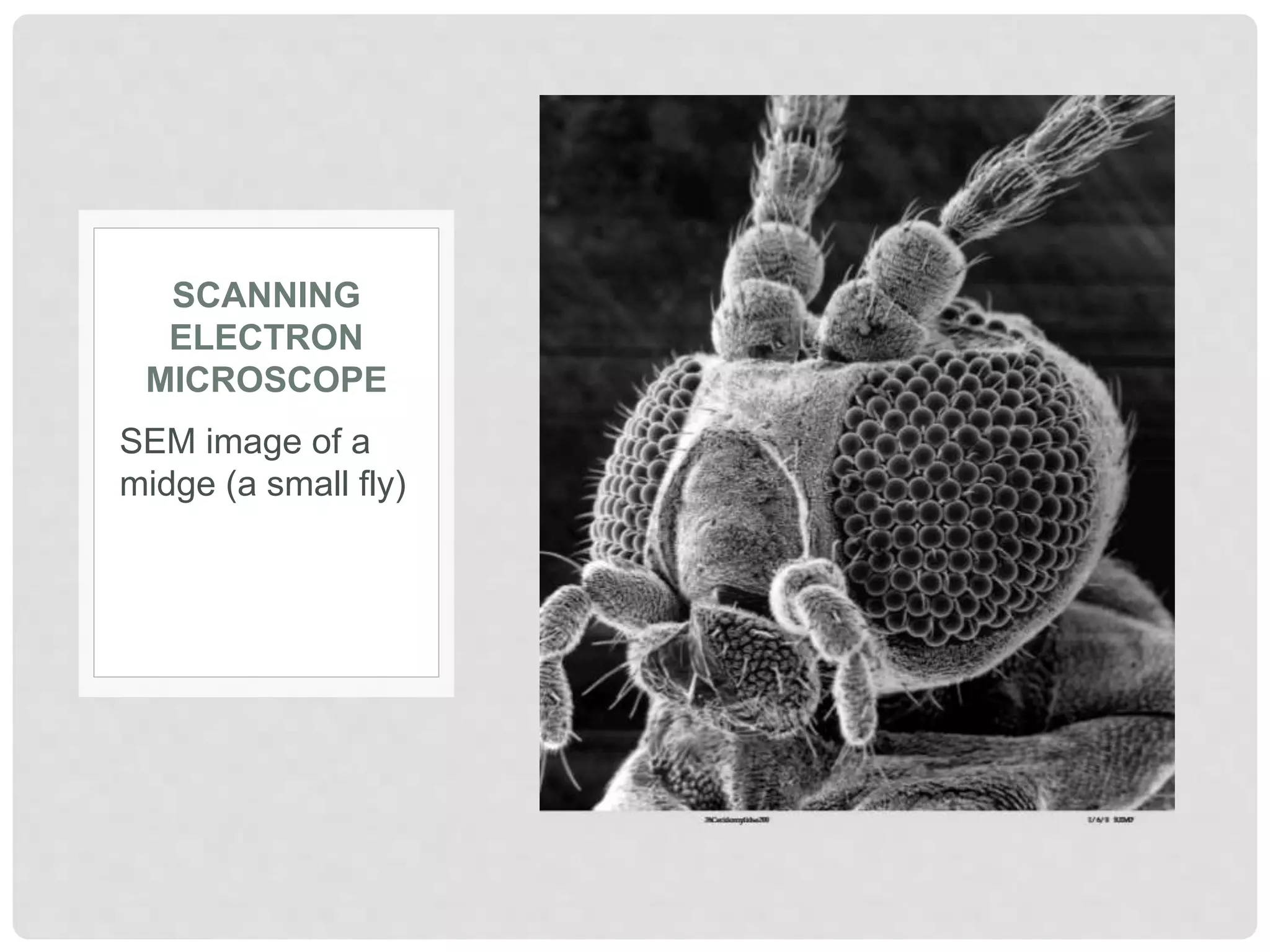 Electron Microscopy | PPTX