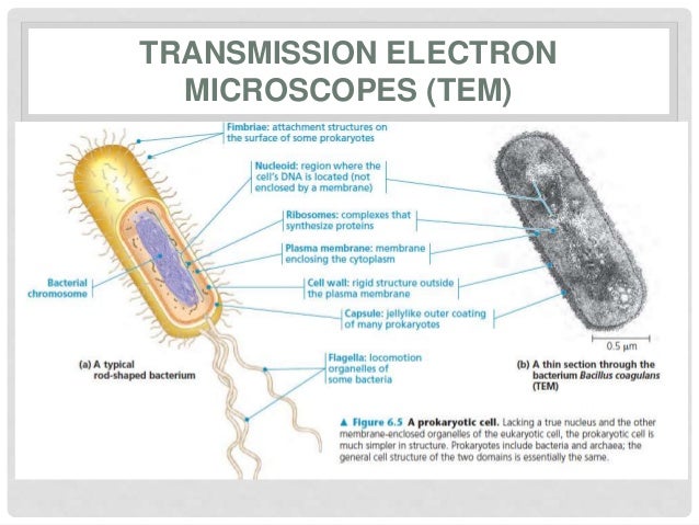 Electron Microscope Eukaryotic Animal Cell Micropedia Eukaryotic Plant