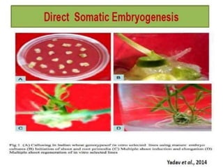 7- Embryogenesis.pptx