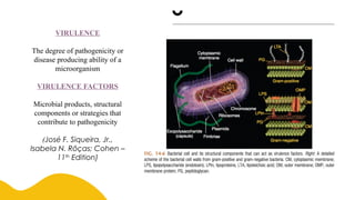 ENDODONTIC MICROBIOLOGY OF ROOT CANAL .pptx
