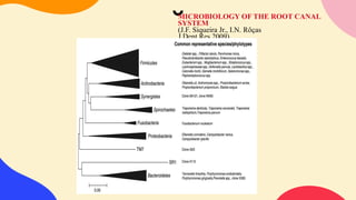 ENDODONTIC MICROBIOLOGY OF ROOT CANAL .pptx