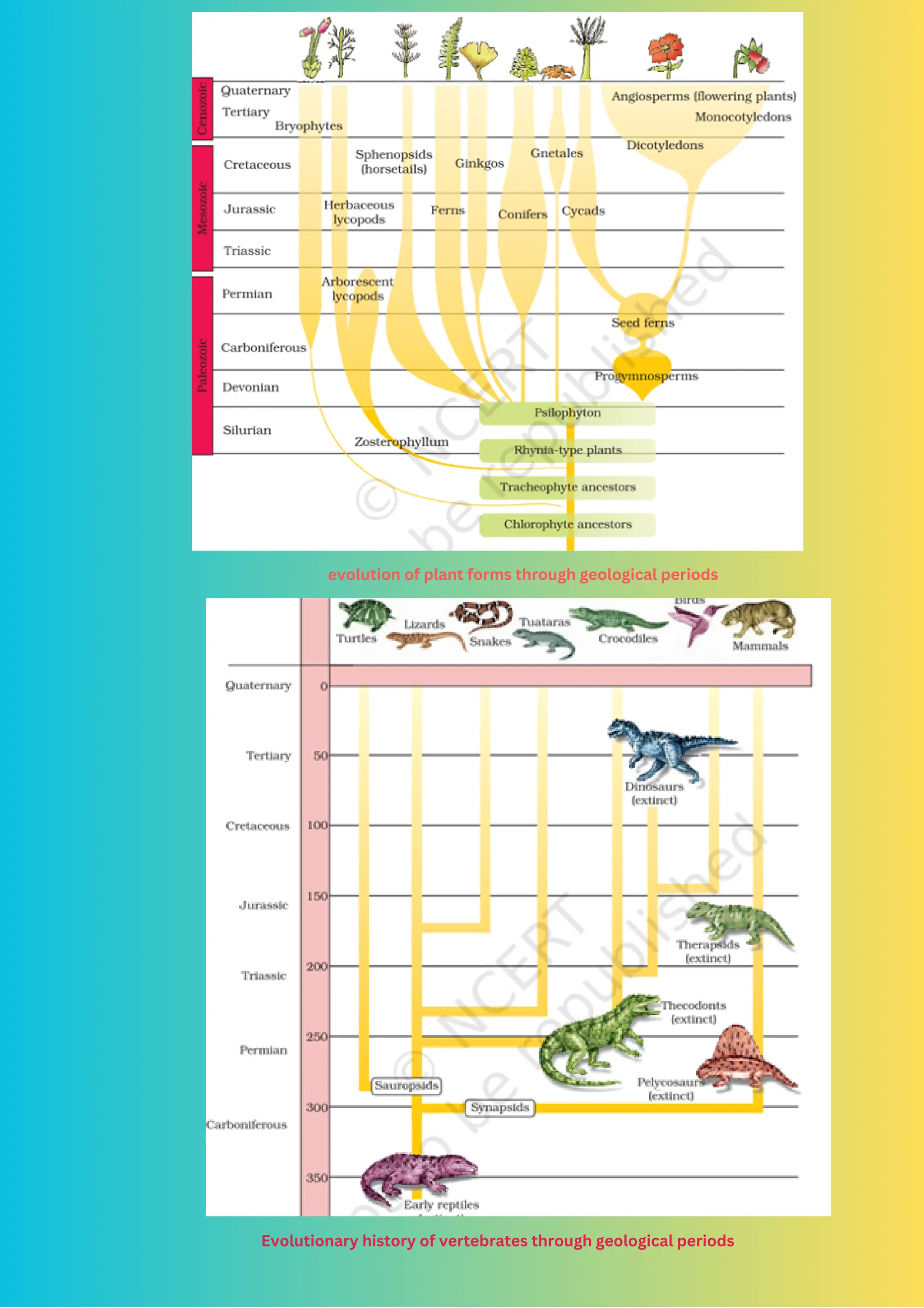 EVOLUTION diagram of class XII Biology.pdf
