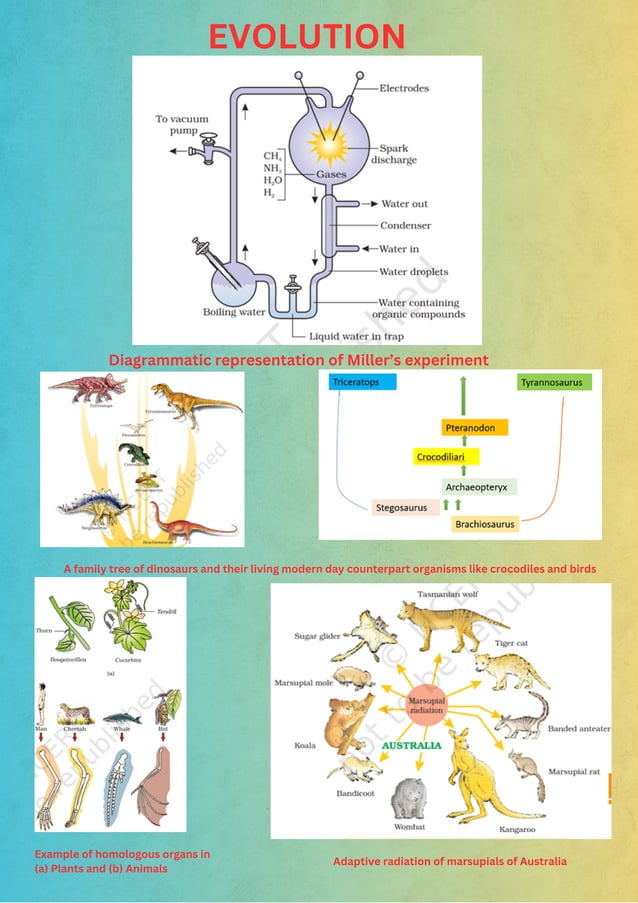 EVOLUTION diagram of class XII Biology.pdf | Biological Sciences | Science