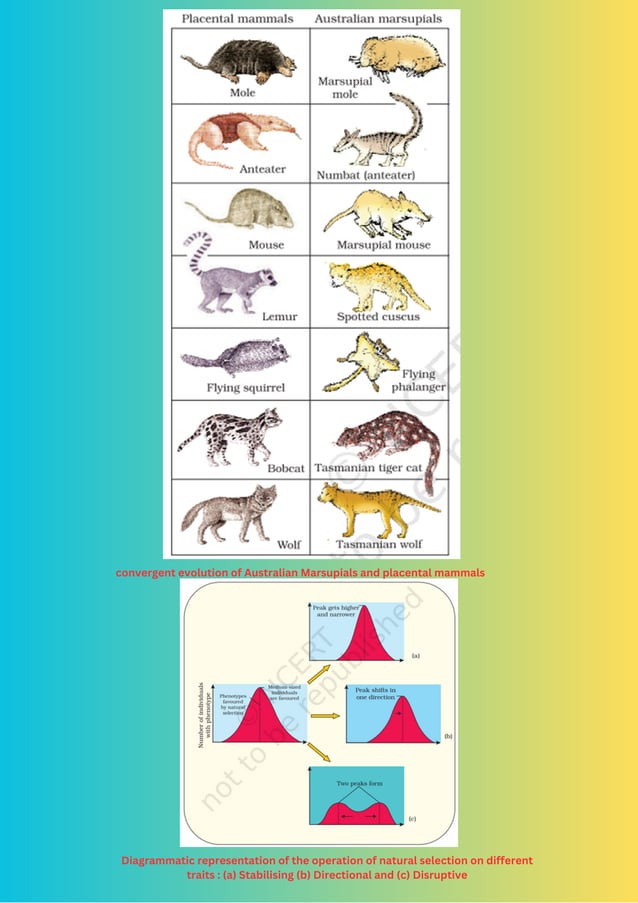 EVOLUTION diagram of class XII Biology.pdf | Biological Sciences | Science