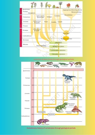 EVOLUTION diagram of class XII Biology.pdf