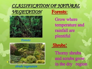 NATURAL VEGETATION, CLASS 7 CBSE GEOGRAPHY | PPTX