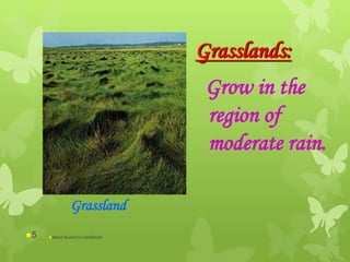 NATURAL VEGETATION, CLASS 7 CBSE GEOGRAPHY | PPTX