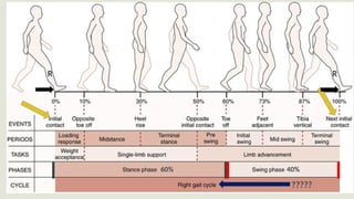 Gait Powerpoint Presentation Kinesiology | PPTX