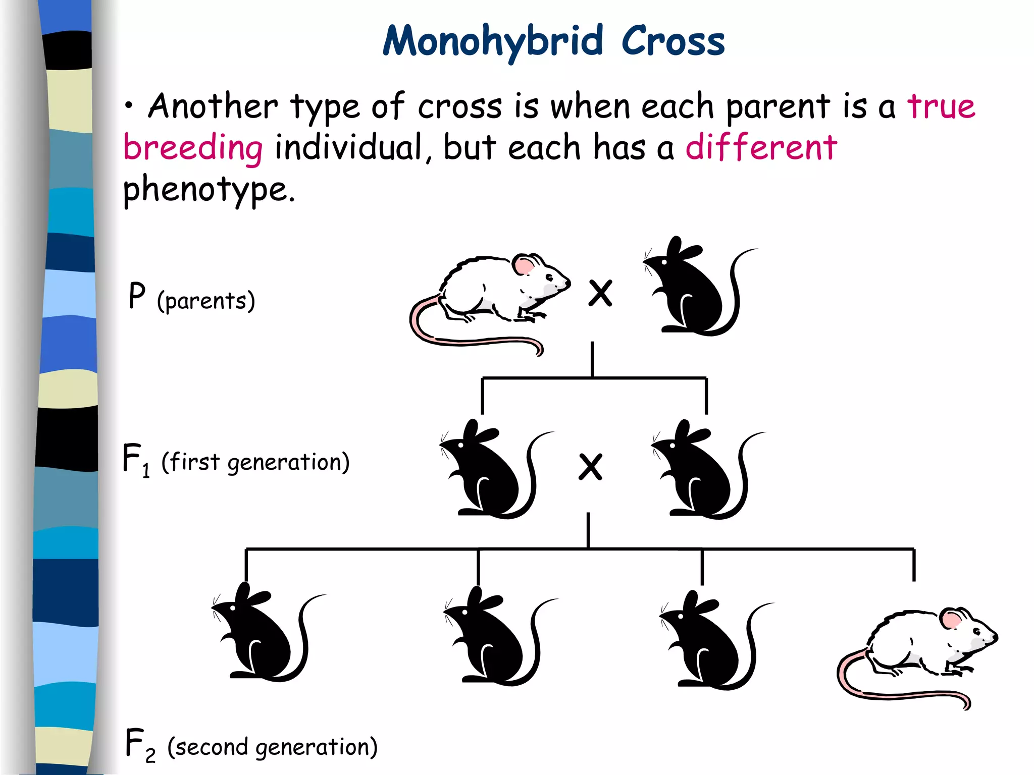 7. Genetics And Inheritance | PPT | Genetics | Science