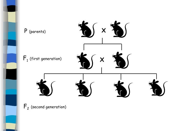 7. Genetics And Inheritance