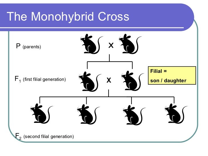 7.genetics and inheritance