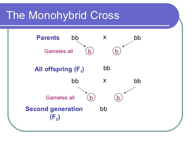 7.genetics and inheritance