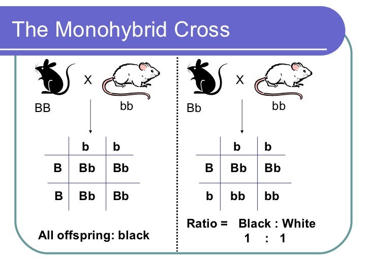 7.genetics and inheritance