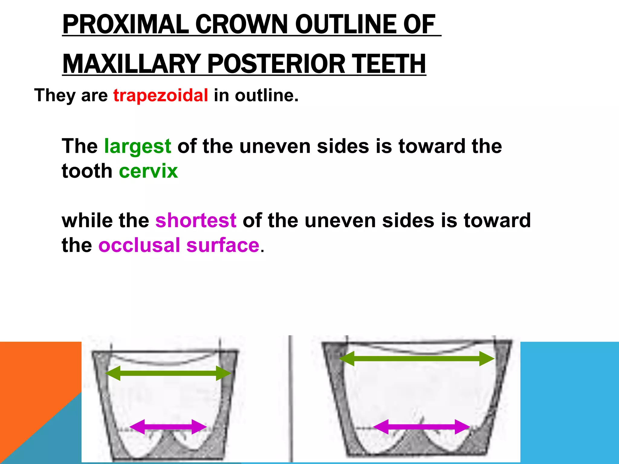 Geometric outline of teeth | PPTX
