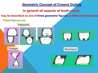 Geometric outline of teeth | PPTX | Dental Health | Diseases and Conditions