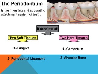 Geometric outline of teeth | PPTX