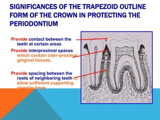 Geometric outline of teeth | PPTX