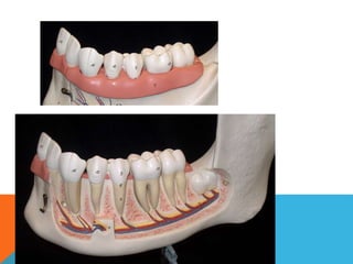 Geometric outline of teeth | PPTX