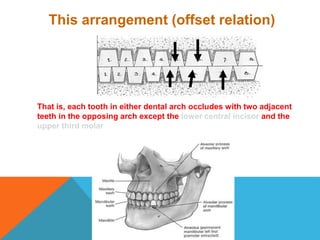 Geometric outline of teeth | PPTX