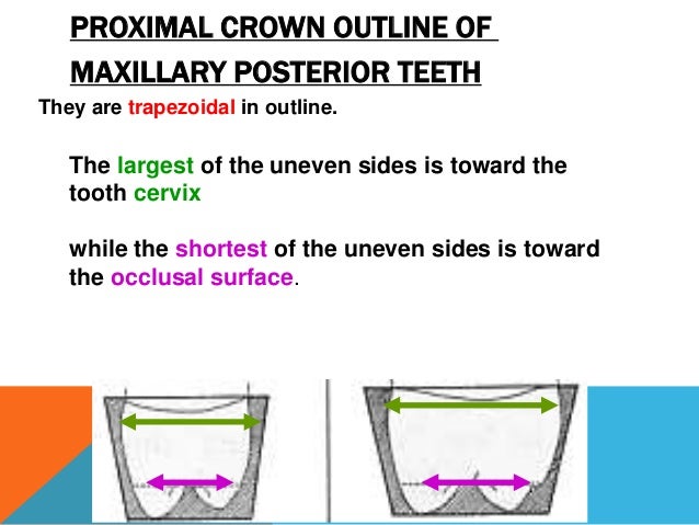 Dental circular contour definition - dreamroden