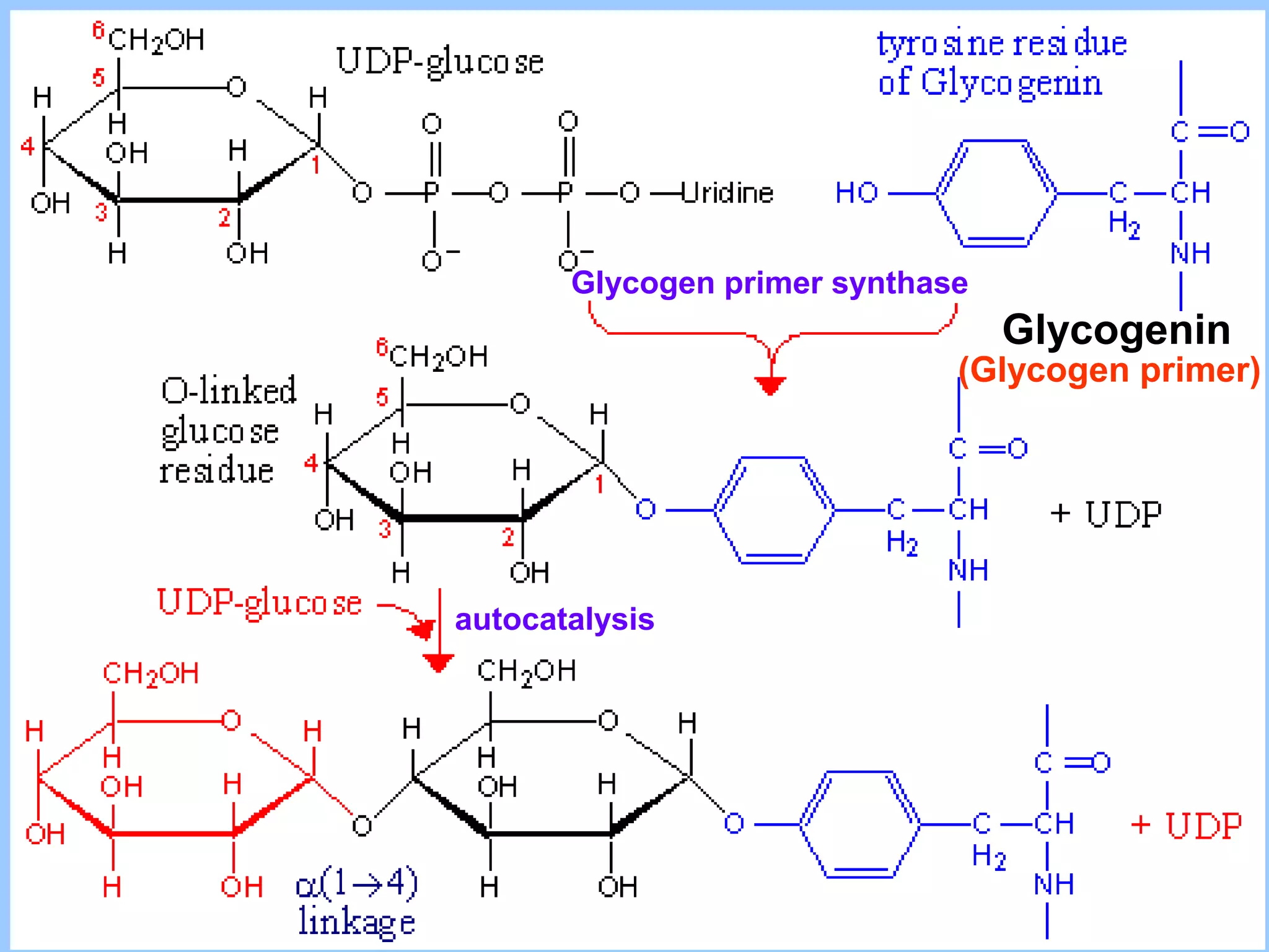 7 glycogen metabolism | PDF
