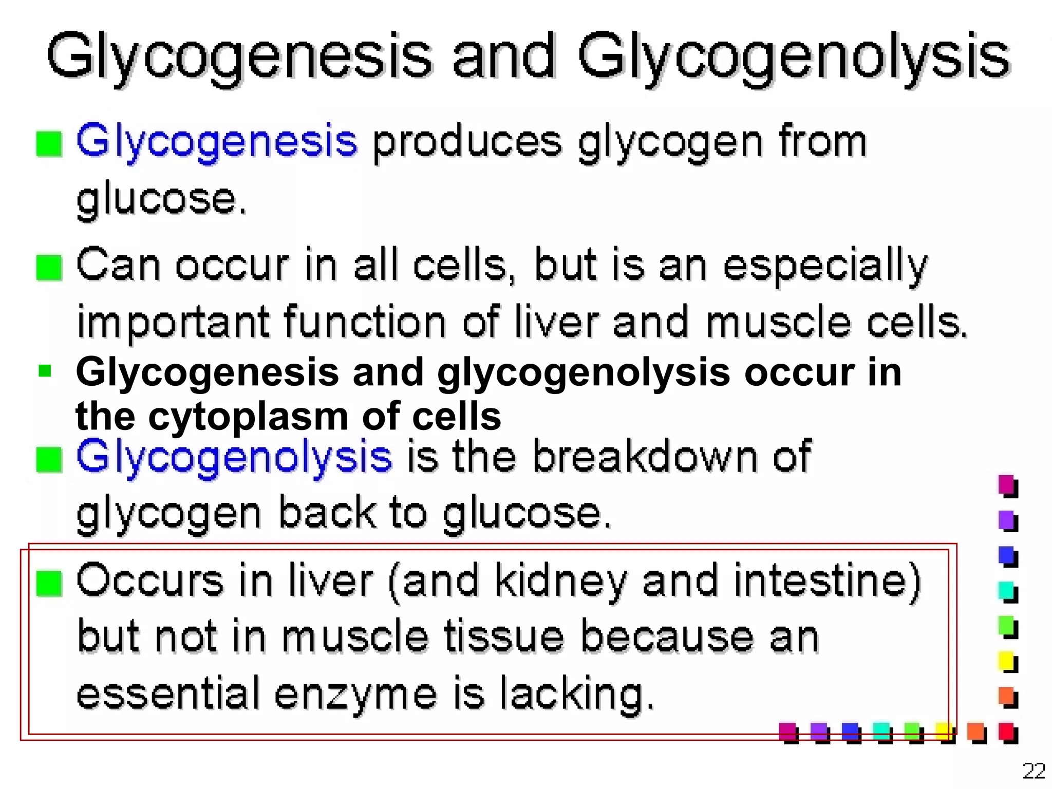 7 glycogen metabolism | PDF