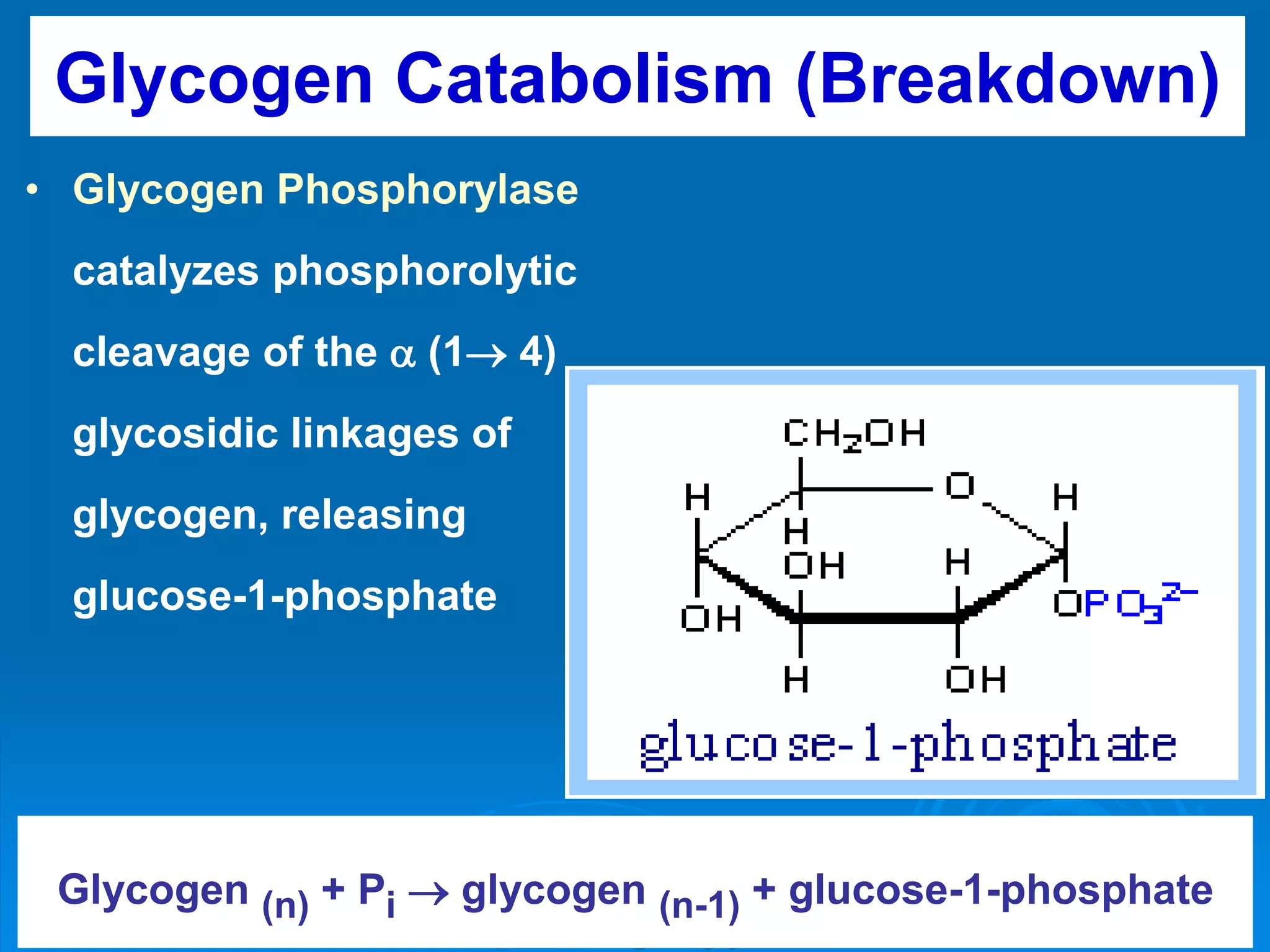 7 glycogen metabolism | PDF