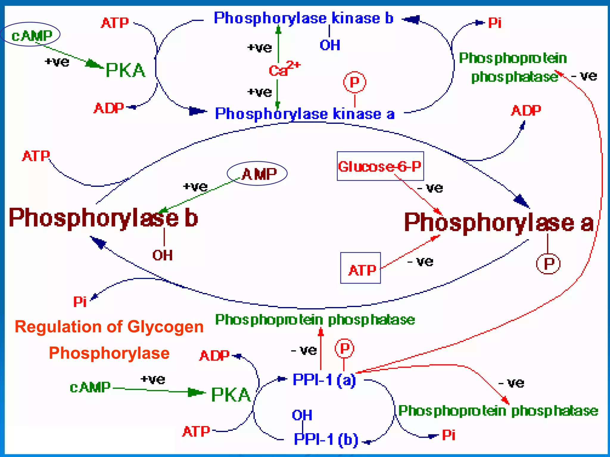 7 glycogen metabolism | PDF