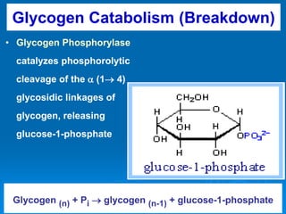 7 glycogen metabolism | PDF