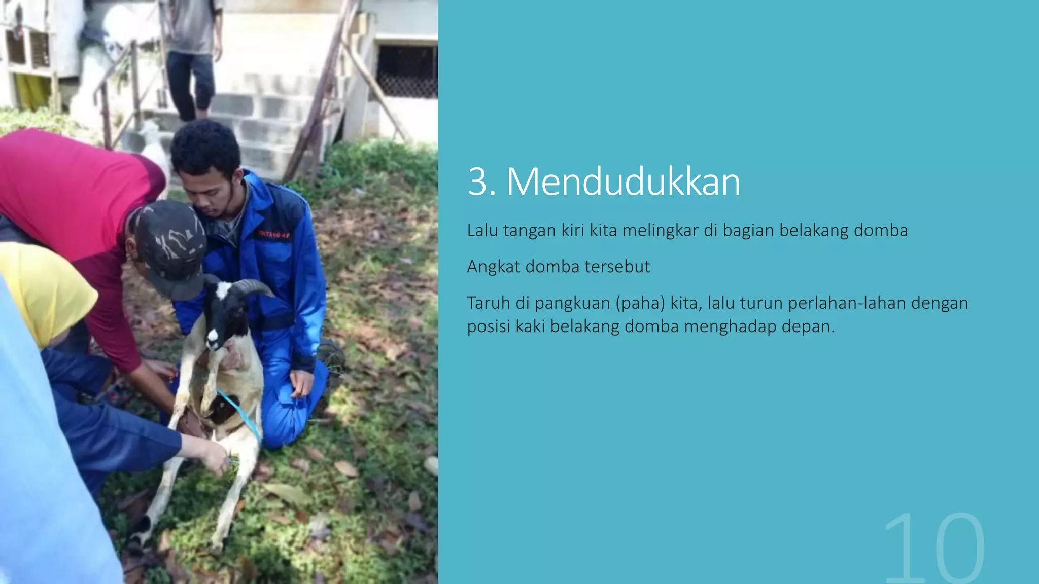 Handling (penanganan) Domba kel. 7 | PDF