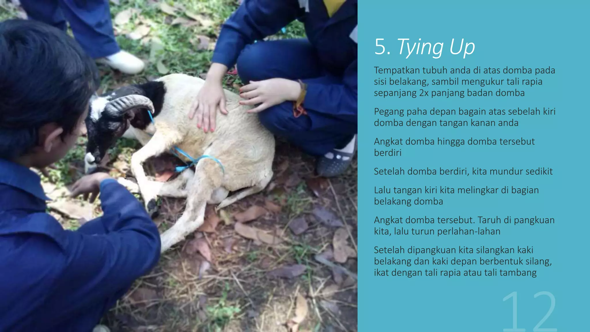 Handling (penanganan) Domba kel. 7 | PDF