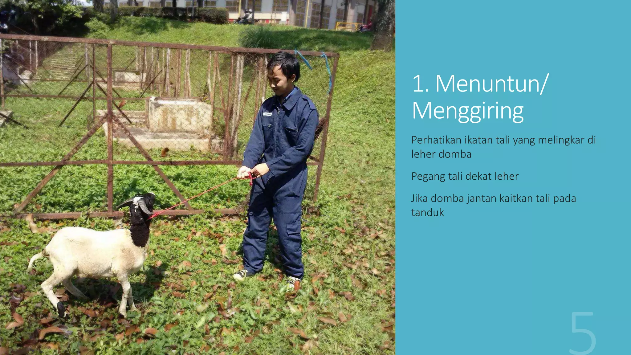 Handling (penanganan) Domba kel. 7 | PDF