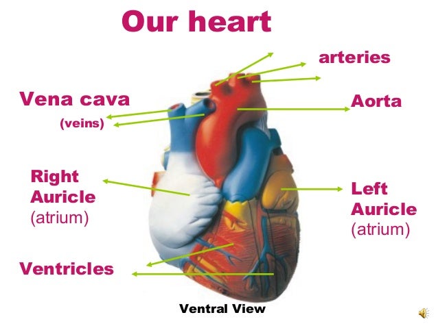 7 heart&circulation nu