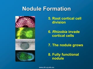 7 - how logume made nodules.ppt