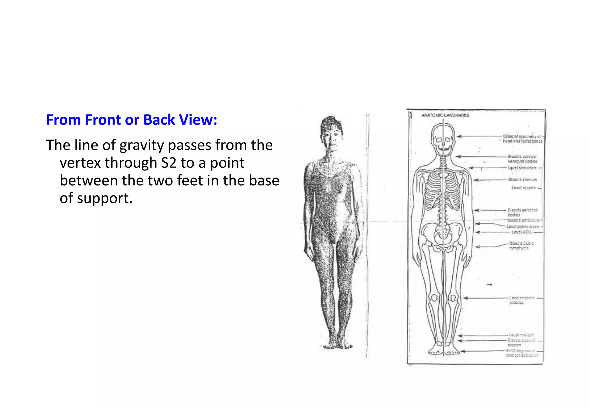 Human Posture | PPT