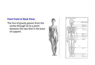 Human Posture | PPT