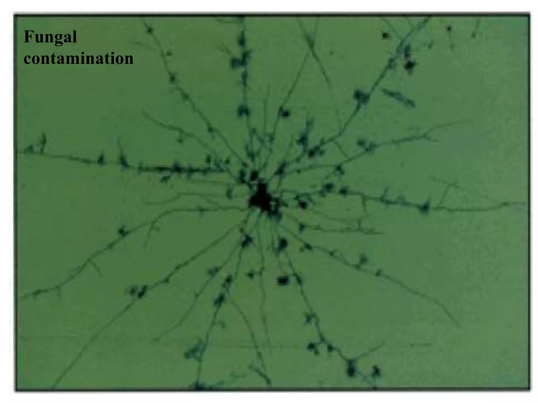 identifying cell culture problems lecture 7 | PPTX