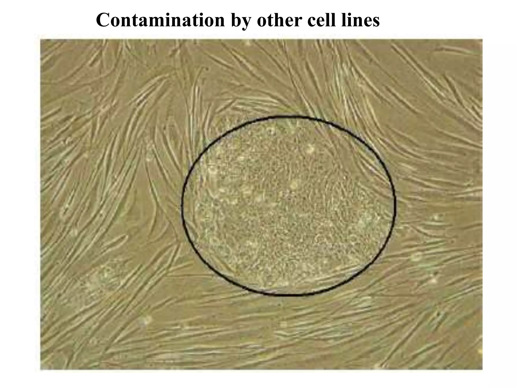 identifying cell culture problems lecture 7 | PPTX