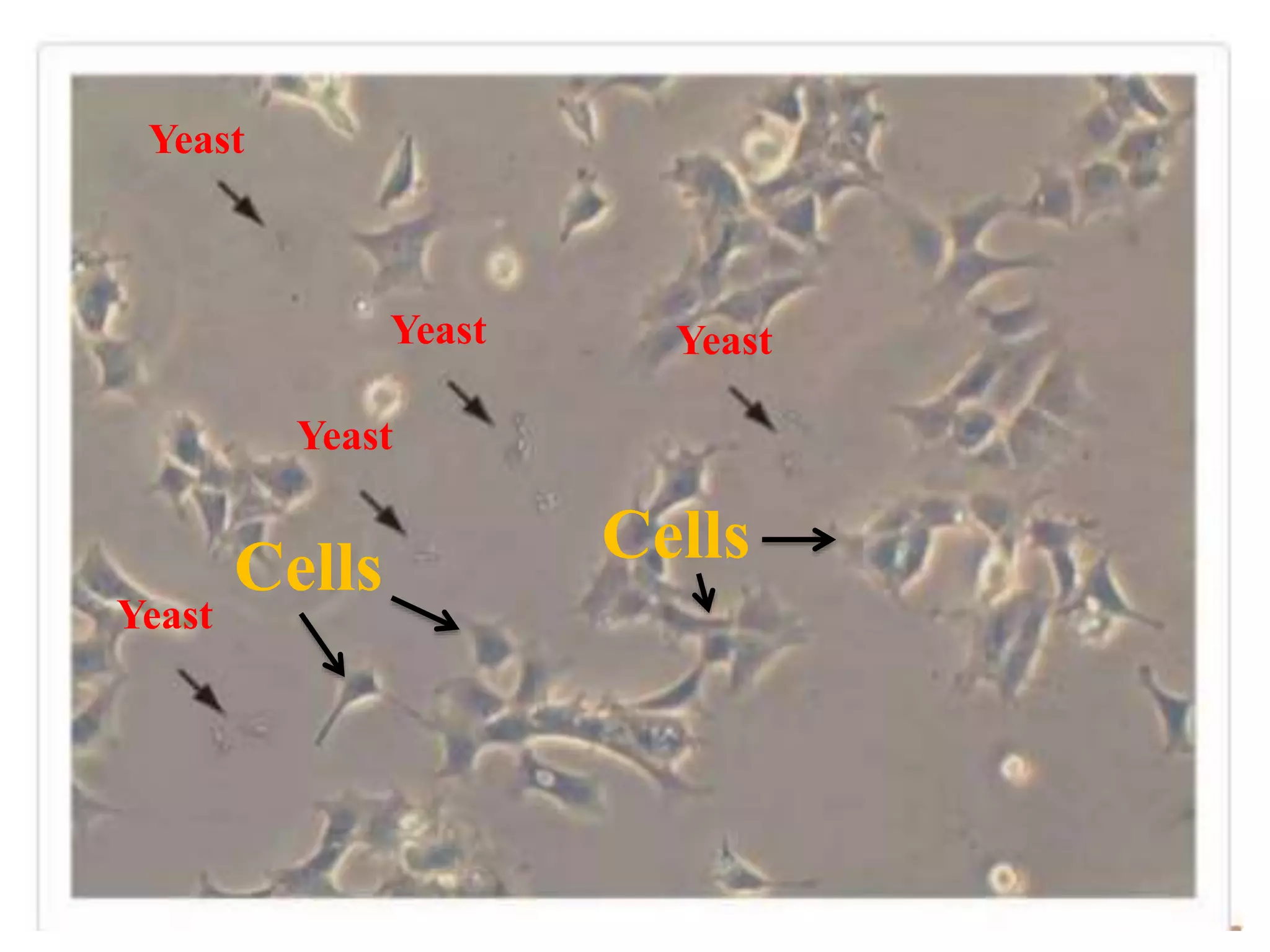 identifying cell culture problems lecture 7 | PPTX