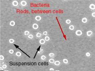 identifying cell culture problems lecture 7 | PPTX