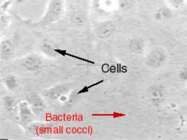 identifying cell culture problems lecture 7 | PPTX