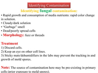 identifying cell culture problems lecture 7 | PPTX