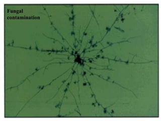 identifying cell culture problems lecture 7 | PPTX