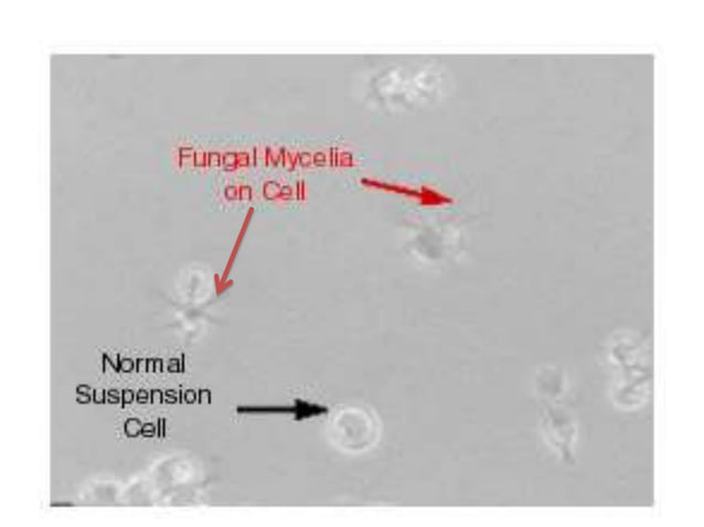 identifying cell culture problems lecture 7 | PPTX