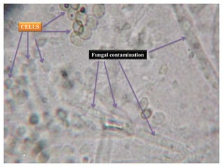 identifying cell culture problems lecture 7 | PPTX