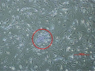 identifying cell culture problems lecture 7 | PPTX