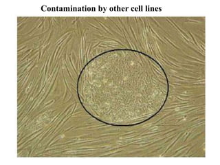 identifying cell culture problems lecture 7 | PPTX
