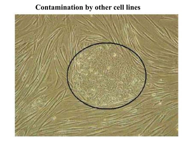 identifying cell culture problems lecture 7 | PPTX