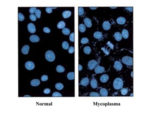 identifying cell culture problems lecture 7 | PPTX