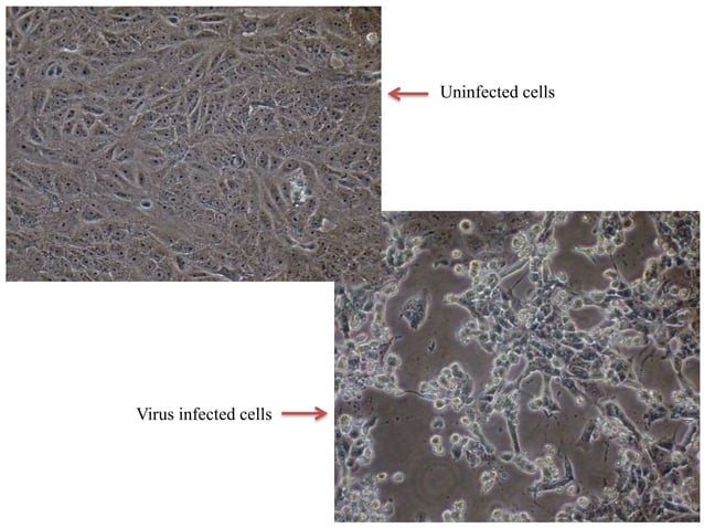 identifying cell culture problems lecture 7 | PPTX